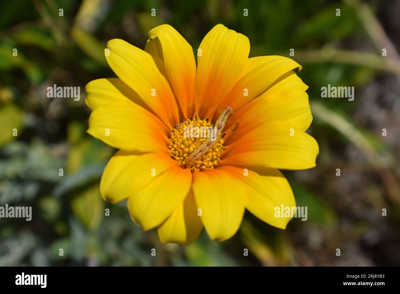Flora y fauna local -Fotos und -Bildmaterial in hoher Auflösung – Alamy
