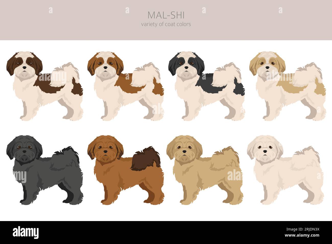 Roter shih tzu welpe Stock-Vektorgrafiken kaufen - Alamy