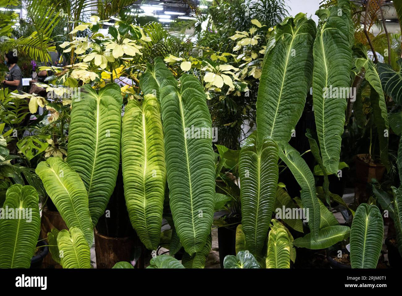 Borneo International Garden Expo Sarawak (BIGEXS 2023) im Borneo ...