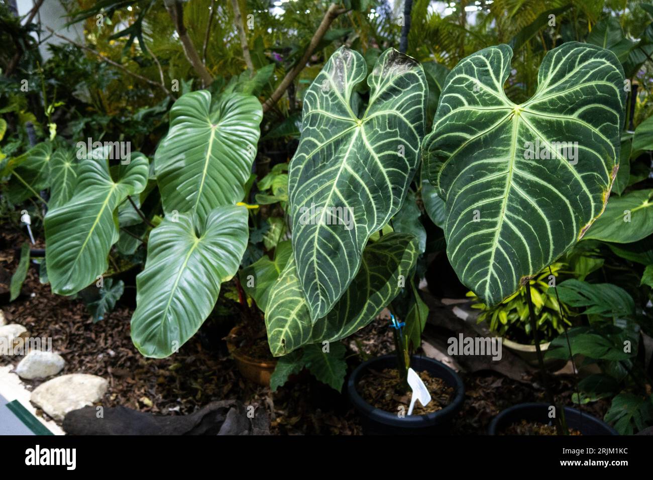 Borneo International Garden Expo Sarawak (BIGEXS 2023) im Borneo ...