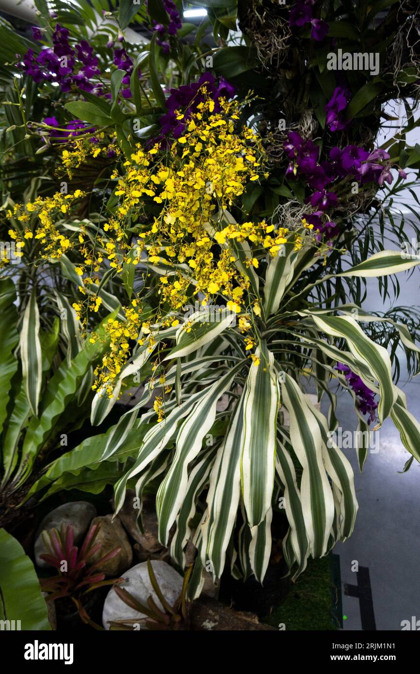 Borneo International Garden Expo Sarawak (BIGEXS 2023) im Borneo ...