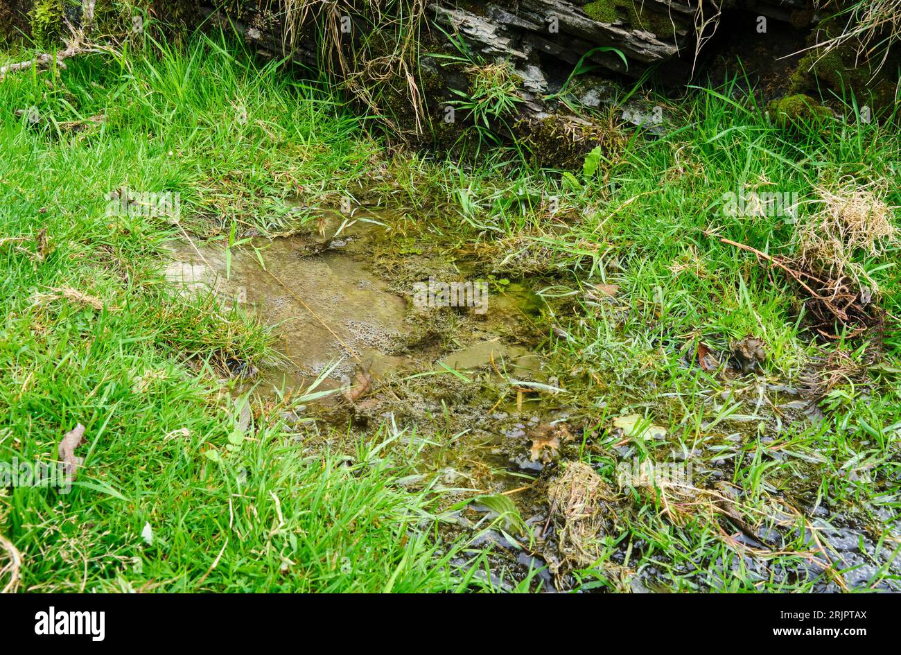 Bryn coch -Fotos und -Bildmaterial in hoher Auflösung – Alamy