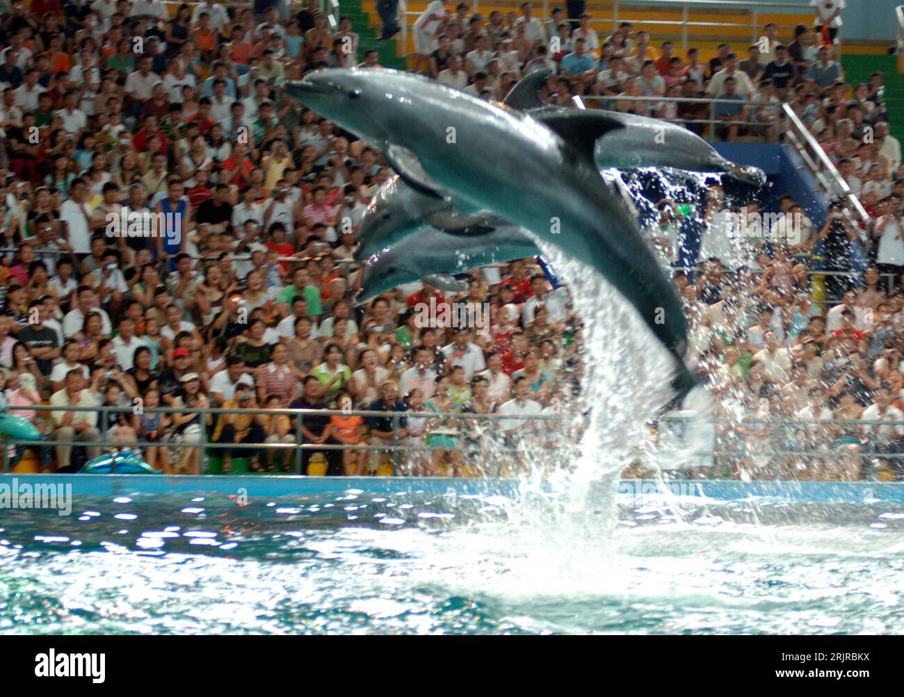 Springende delphine -Fotos und -Bildmaterial in hoher Auflösung – Alamy