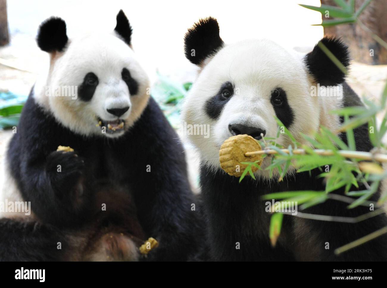 Mondkuchen mittherbstfest -Fotos und -Bildmaterial in hoher Auflösung ...