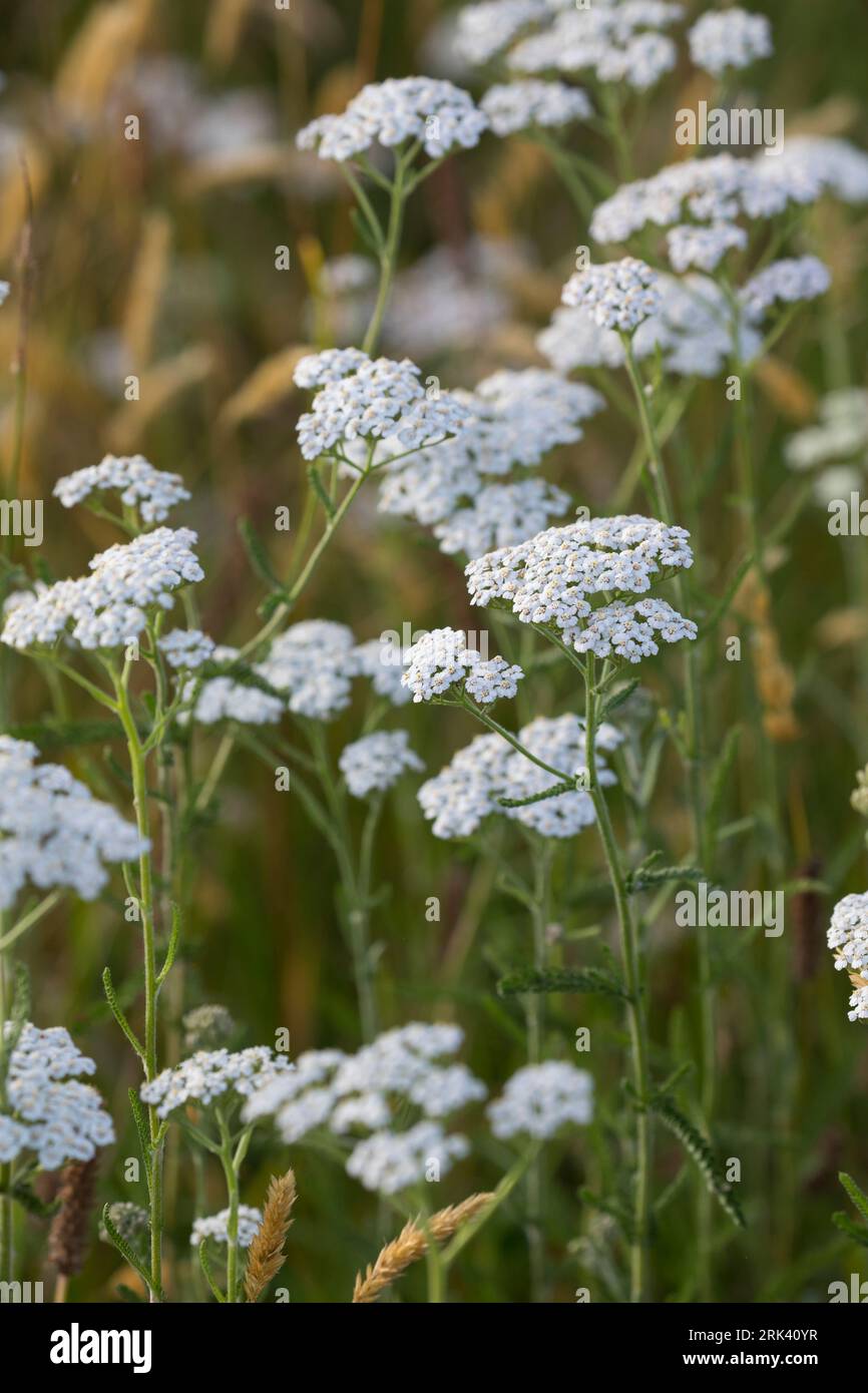 Schafgarbe, Schafgarbe, Gewöhnliche Wiesen-Schafgarbe, Schafgabe, Achillea millefolium ...