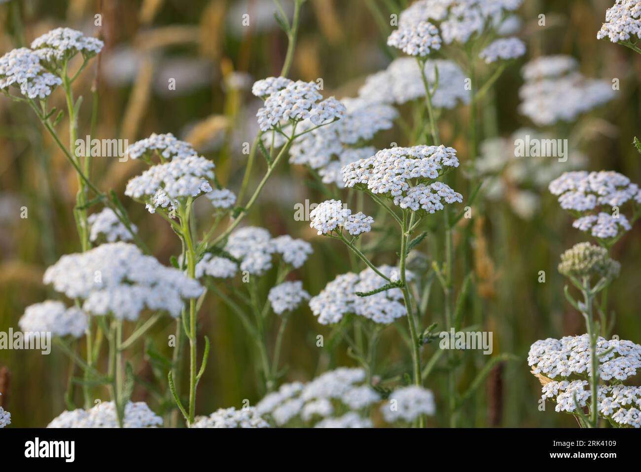 Schafgarbe, Schafgarbe, Gewöhnliche Wiesen-Schafgarbe, Schafgabe, Achillea millefolium ...