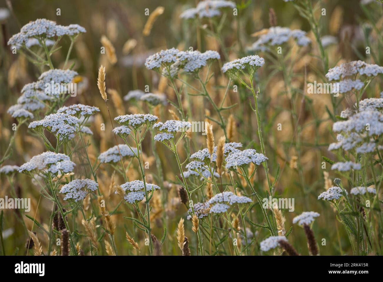 Schafgarbe, Schafgarbe, Gewöhnliche Wiesen-Schafgarbe, Schafgabe, Achillea millefolium ...