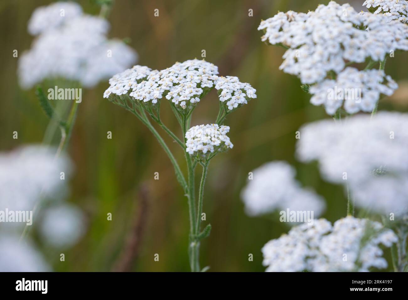 Schafgarbe, Schafgarbe, Gewöhnliche Wiesen-Schafgarbe, Schafgabe, Achillea millefolium ...