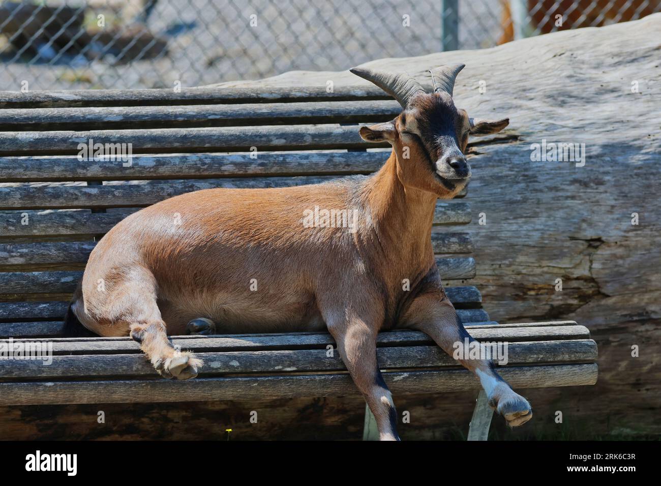 Eine Ziege, die sich in einem sonnigen Park entspannt und zufrieden auf ...