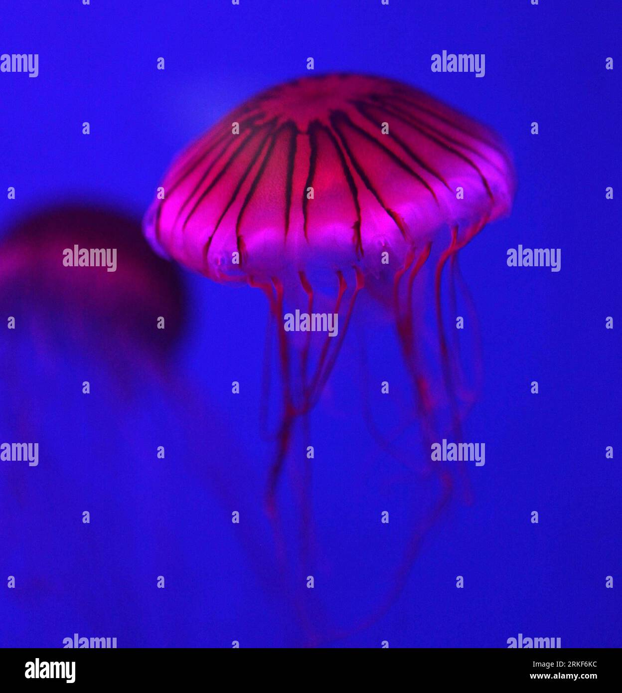 Verschiedene quallenarten -Fotos und -Bildmaterial in hoher Auflösung ...