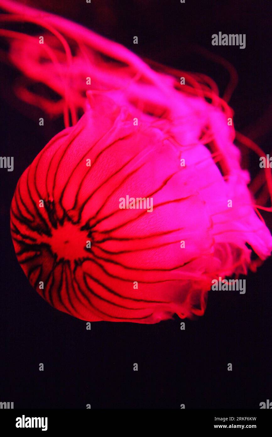 Verschiedene quallenarten -Fotos und -Bildmaterial in hoher Auflösung ...