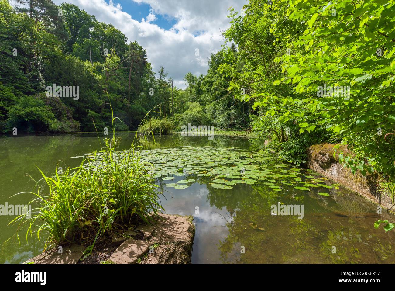 Abbots Pool, umgeben von Wald, ein lokales Naturschutzgebiet in Abbots ...