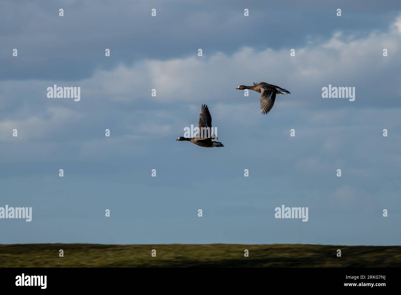 Flying geese -Fotos und -Bildmaterial in hoher Auflösung – Alamy