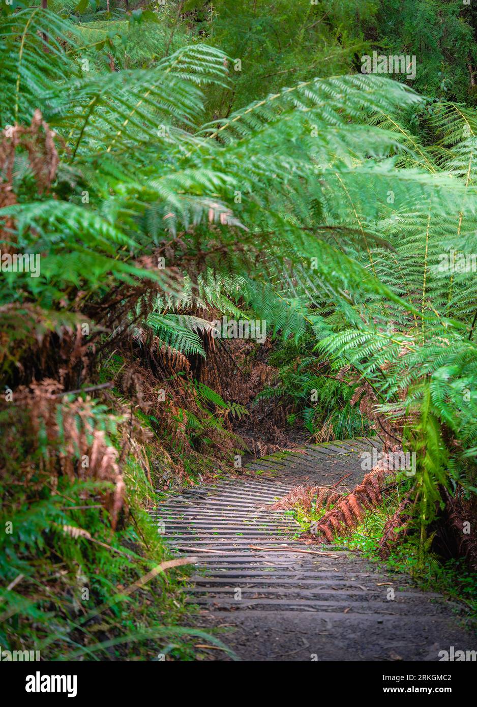 Otway nationalpark australien -Fotos und -Bildmaterial in hoher ...