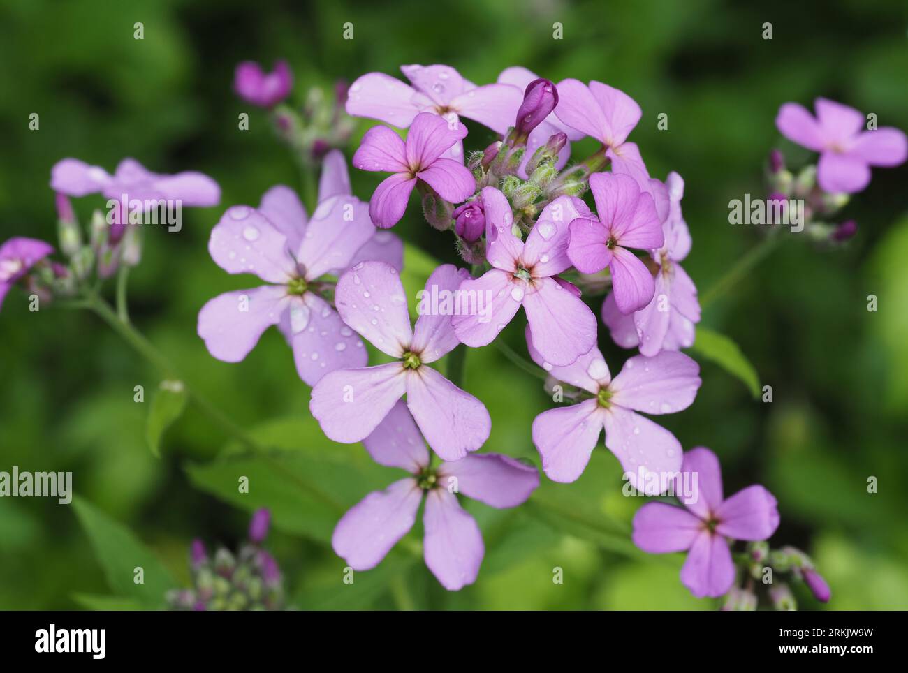 Capparales familie -Fotos und -Bildmaterial in hoher Auflösung – Alamy