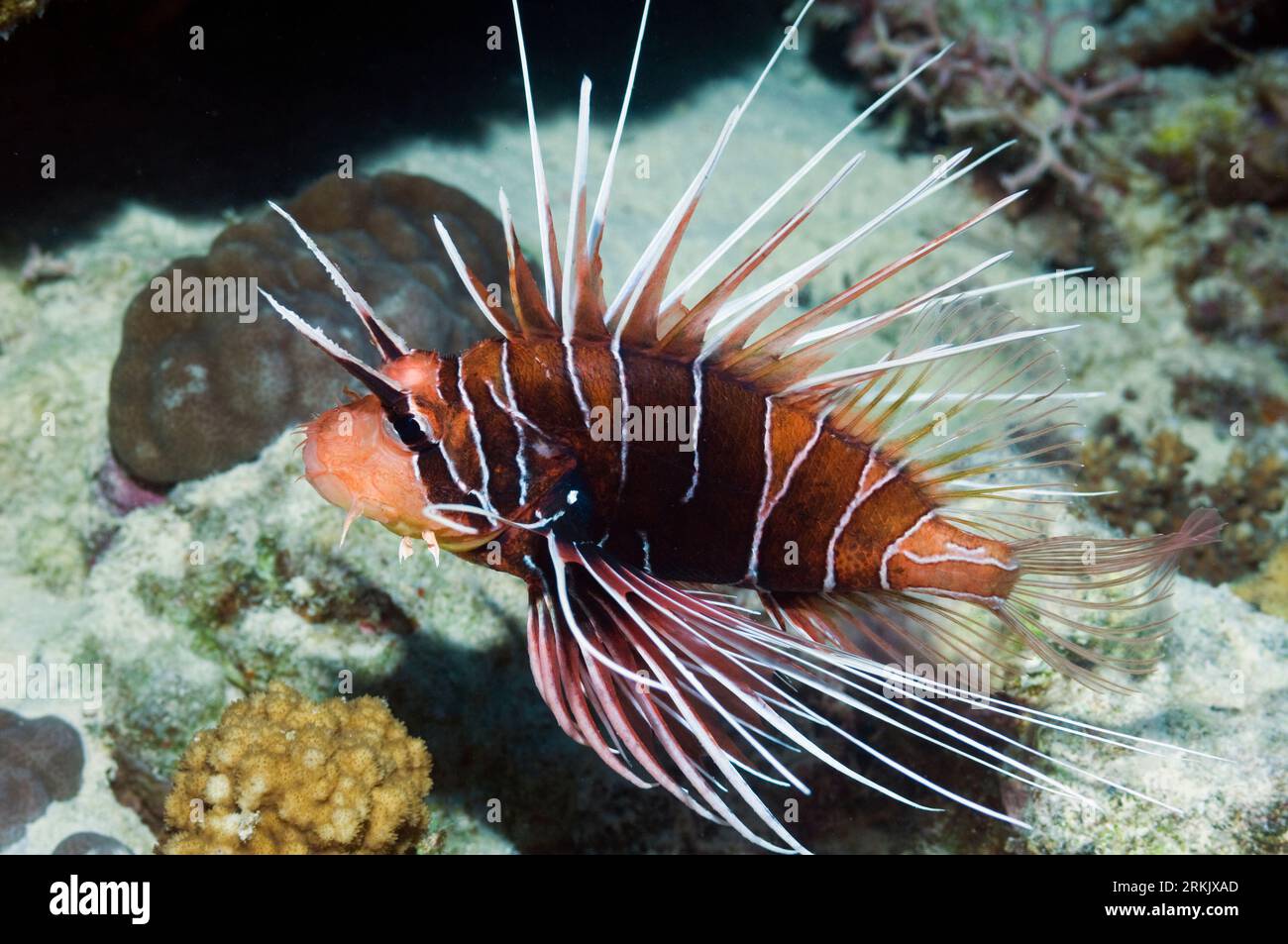 Pterois radiata -Fotos und -Bildmaterial in hoher Auflösung – Alamy