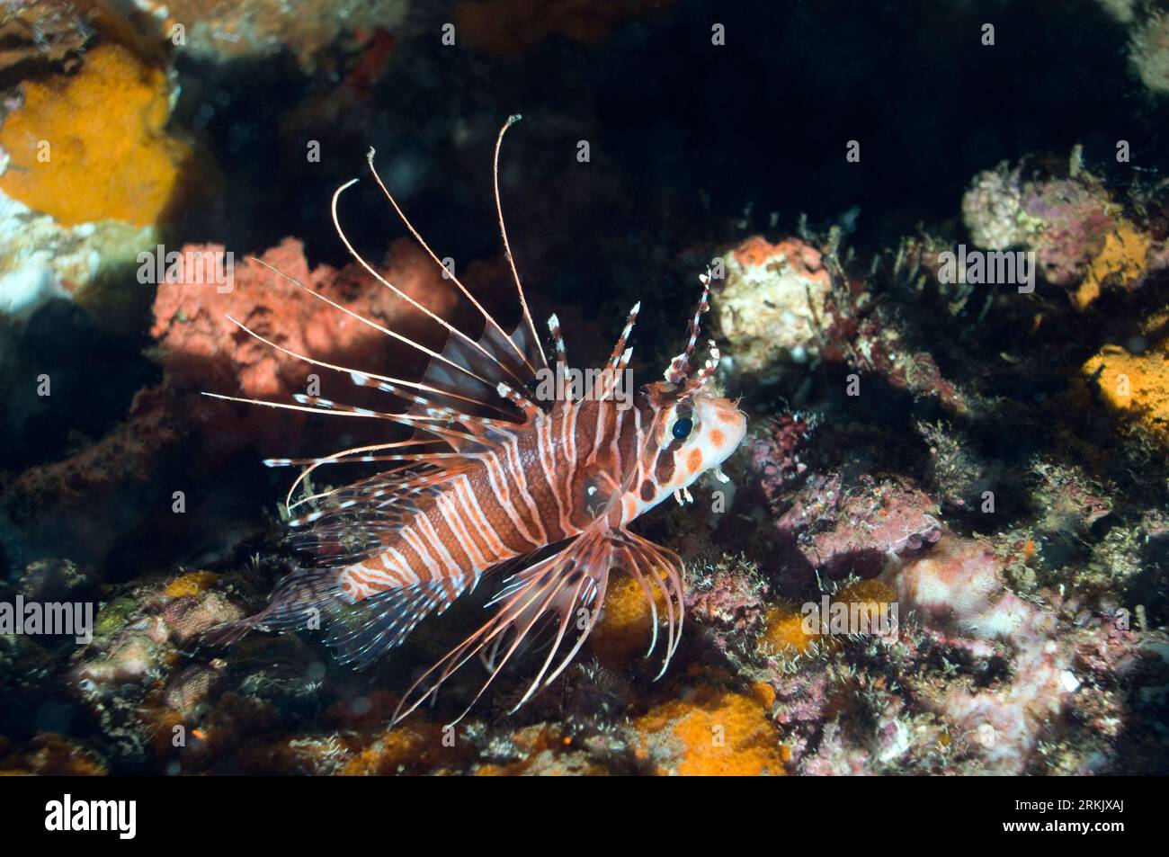 Pterois radiata -Fotos und -Bildmaterial in hoher Auflösung – Alamy