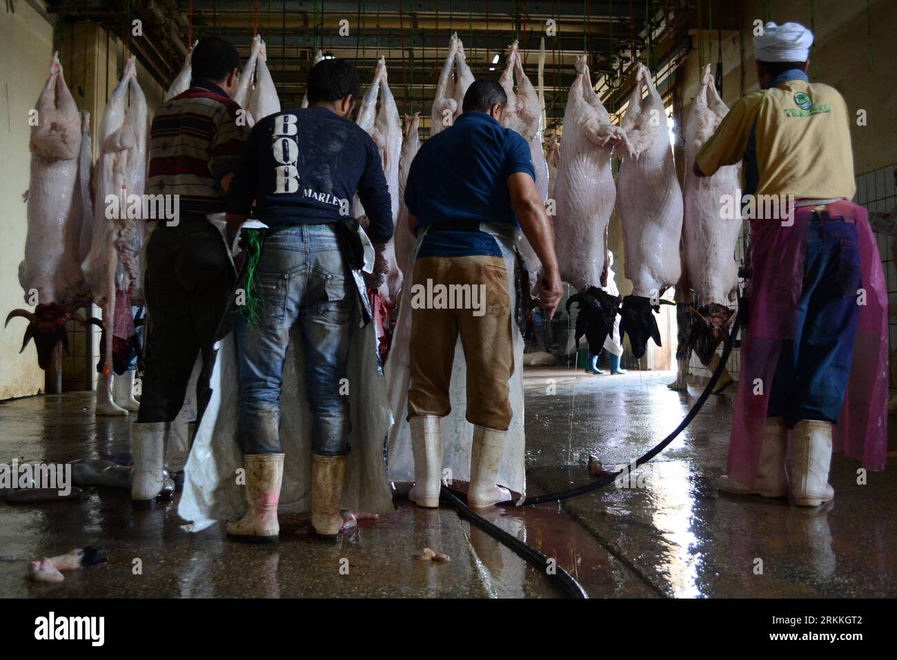 Slaughtered sheep -Fotos und -Bildmaterial in hoher Auflösung – Alamy