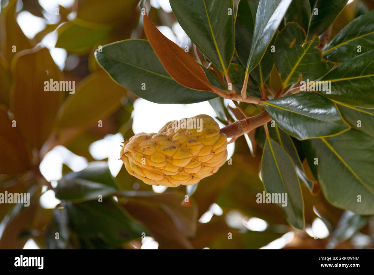 Unterfamilie magnolioideae -Fotos und -Bildmaterial in hoher Auflösung ...
