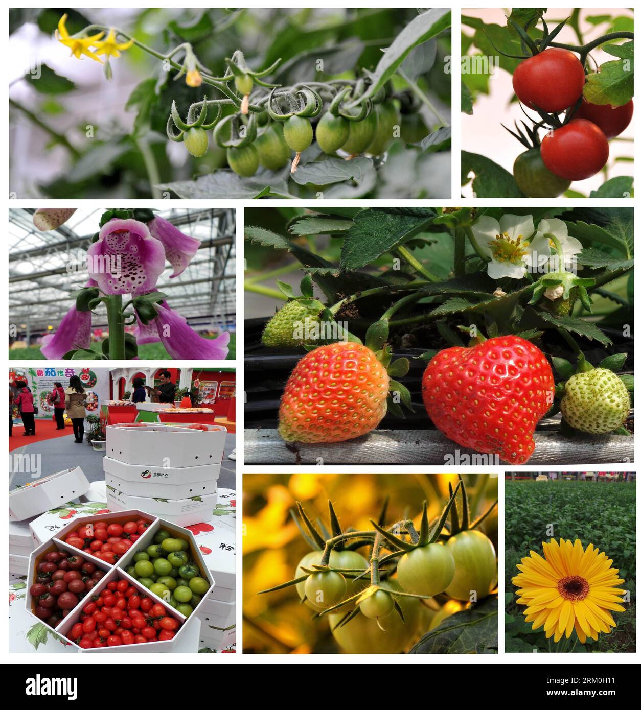 Expo agricole Ausgeschnittene Stockfotos und -bilder - Alamy