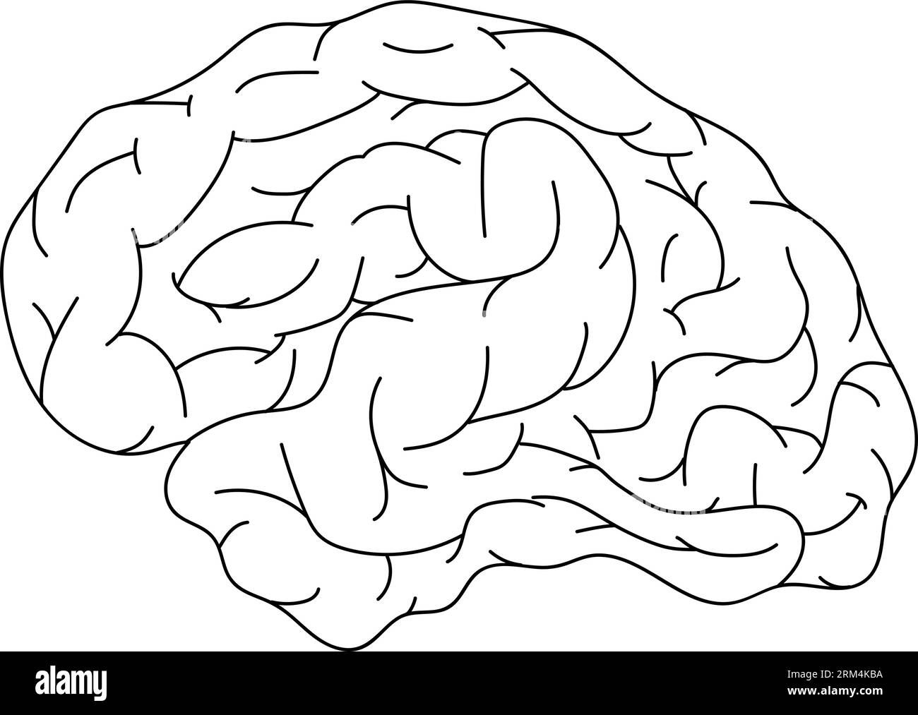 Gehirn anatomie zeichnung Schwarzweiß-Stockfotos und -bilder - Alamy