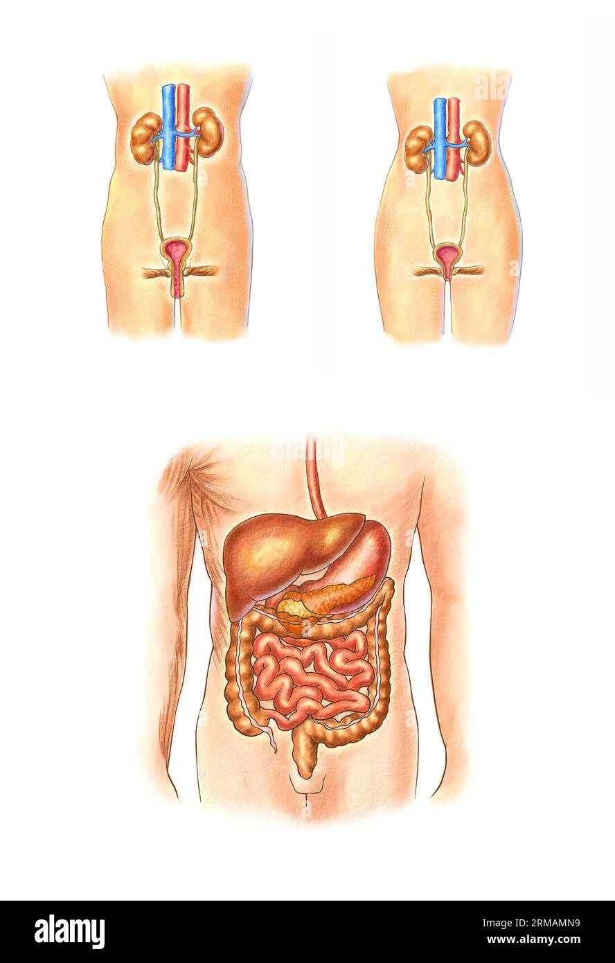 Nieren- und Blasenanatomie, Organanatomie des Menschen Stockfotografie ... Nieren- und Blasenanatomie, Organanatomie des Menschen Stockfotografie ...