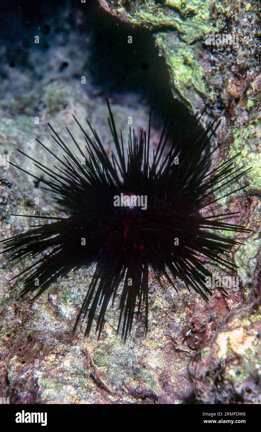 Diadema setosum -Fotos und -Bildmaterial in hoher Auflösung – Alamy