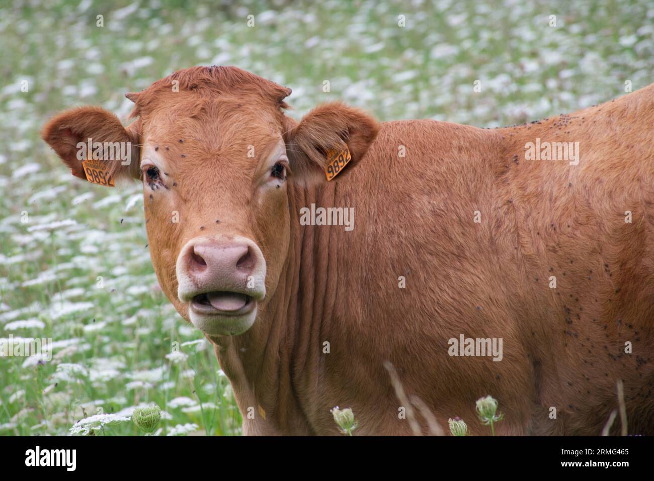 Kopfschuss einer braunen Kuh, die mit ausgestreckter Zunge auf die ...