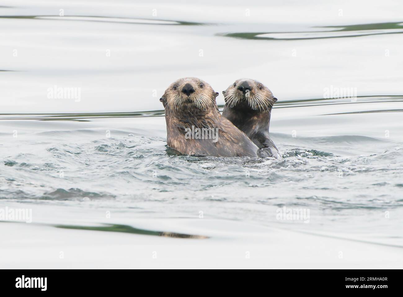 Alaska sea otter history -Fotos und -Bildmaterial in hoher Auflösung – Alamy