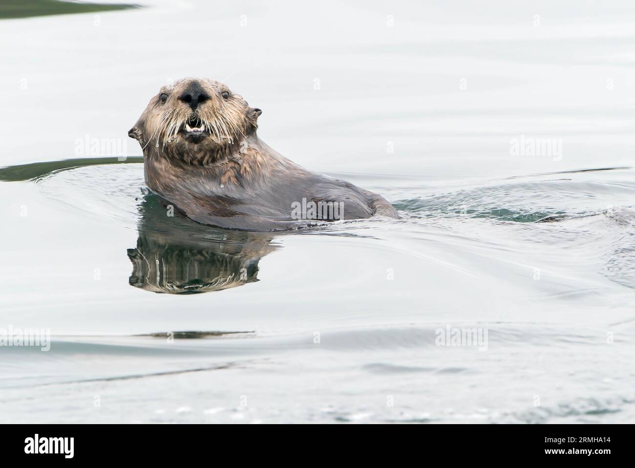 Alaska sea otter history -Fotos und -Bildmaterial in hoher Auflösung – Alamy