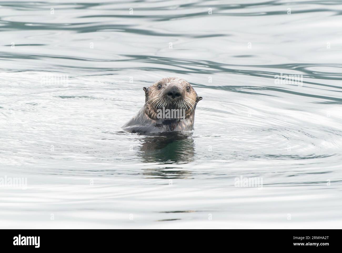 Alaska sea otter history -Fotos und -Bildmaterial in hoher Auflösung – Alamy