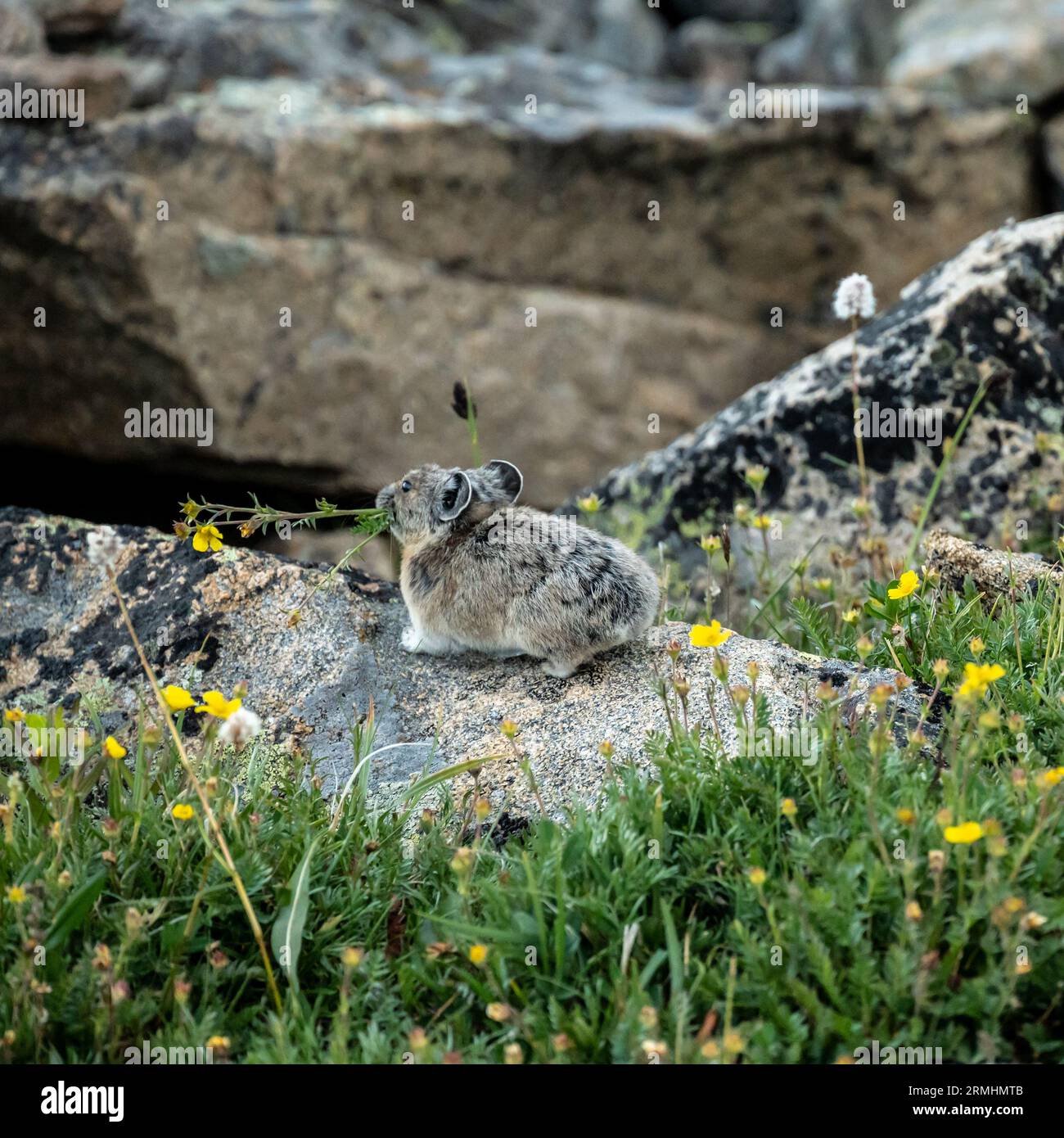 Pika flower -Fotos und -Bildmaterial in hoher Auflösung – Alamy