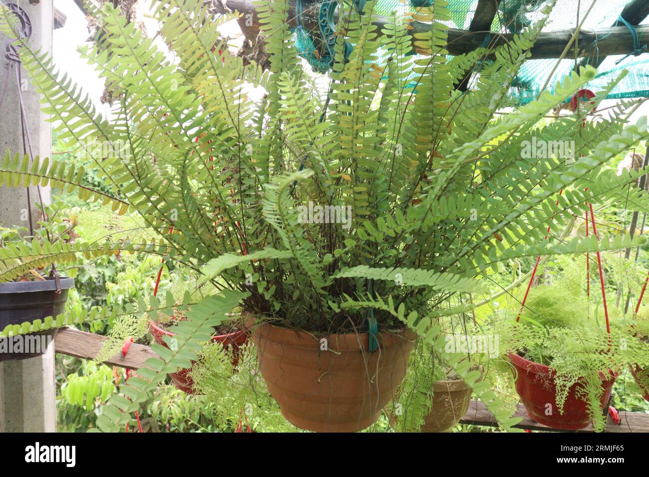 Tuber ladder fern -Fotos und -Bildmaterial in hoher Auflösung – Alamy