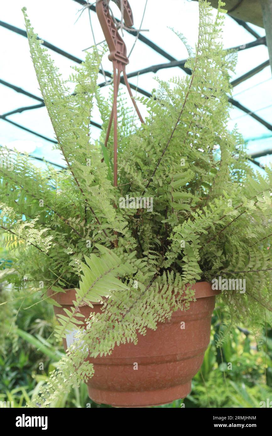 Tuber ladder fern -Fotos und -Bildmaterial in hoher Auflösung – Alamy