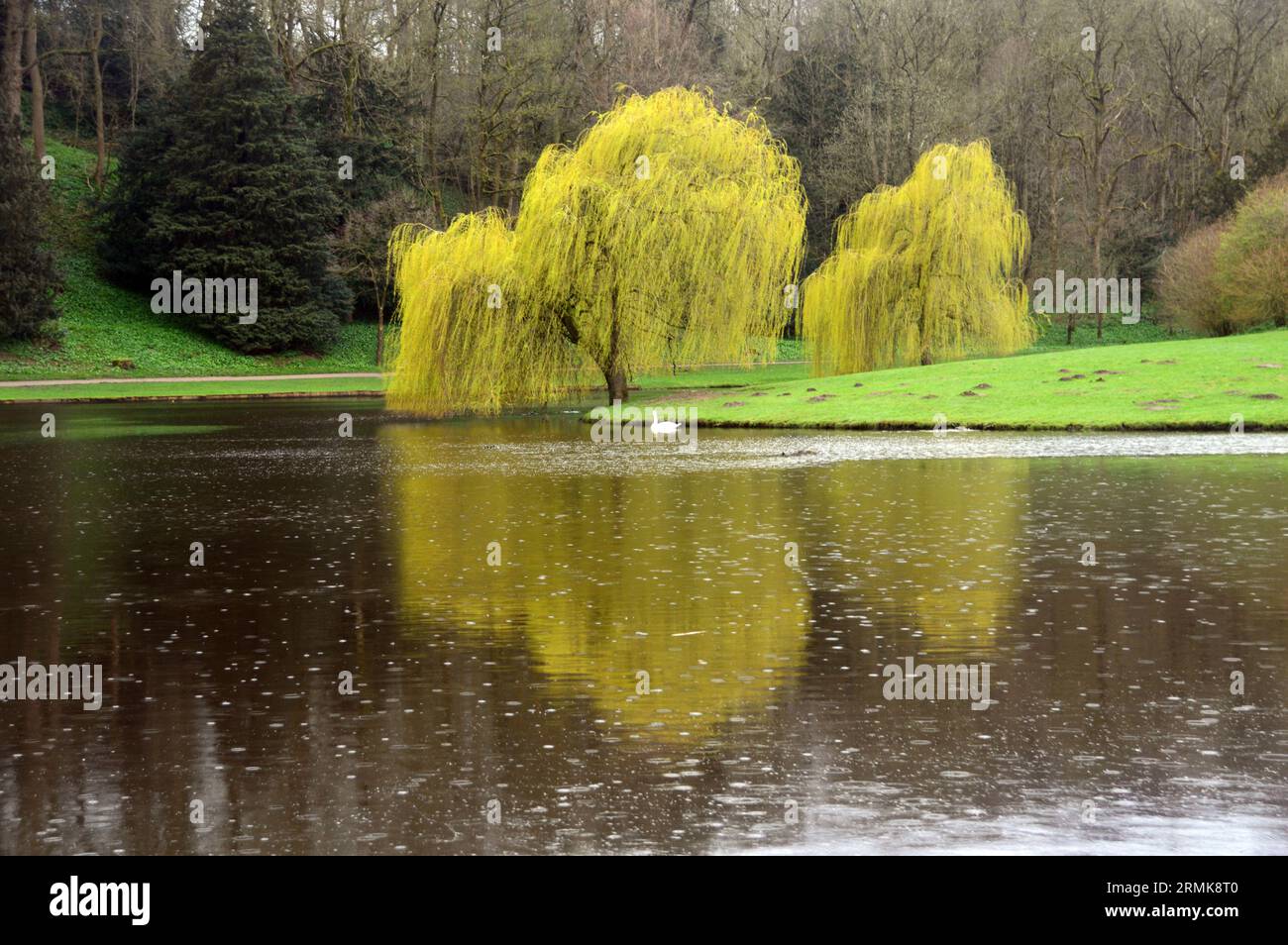 Reflections of a Weeping Willow Tree and Swan on the River Skell at ...