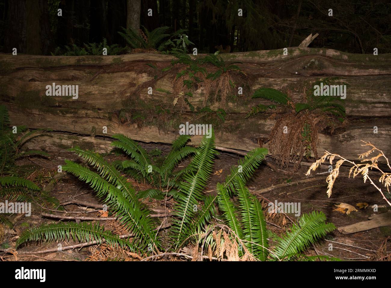 Cathedral Grove Provincial Park im Herzen von Vancouver Island ist von ...