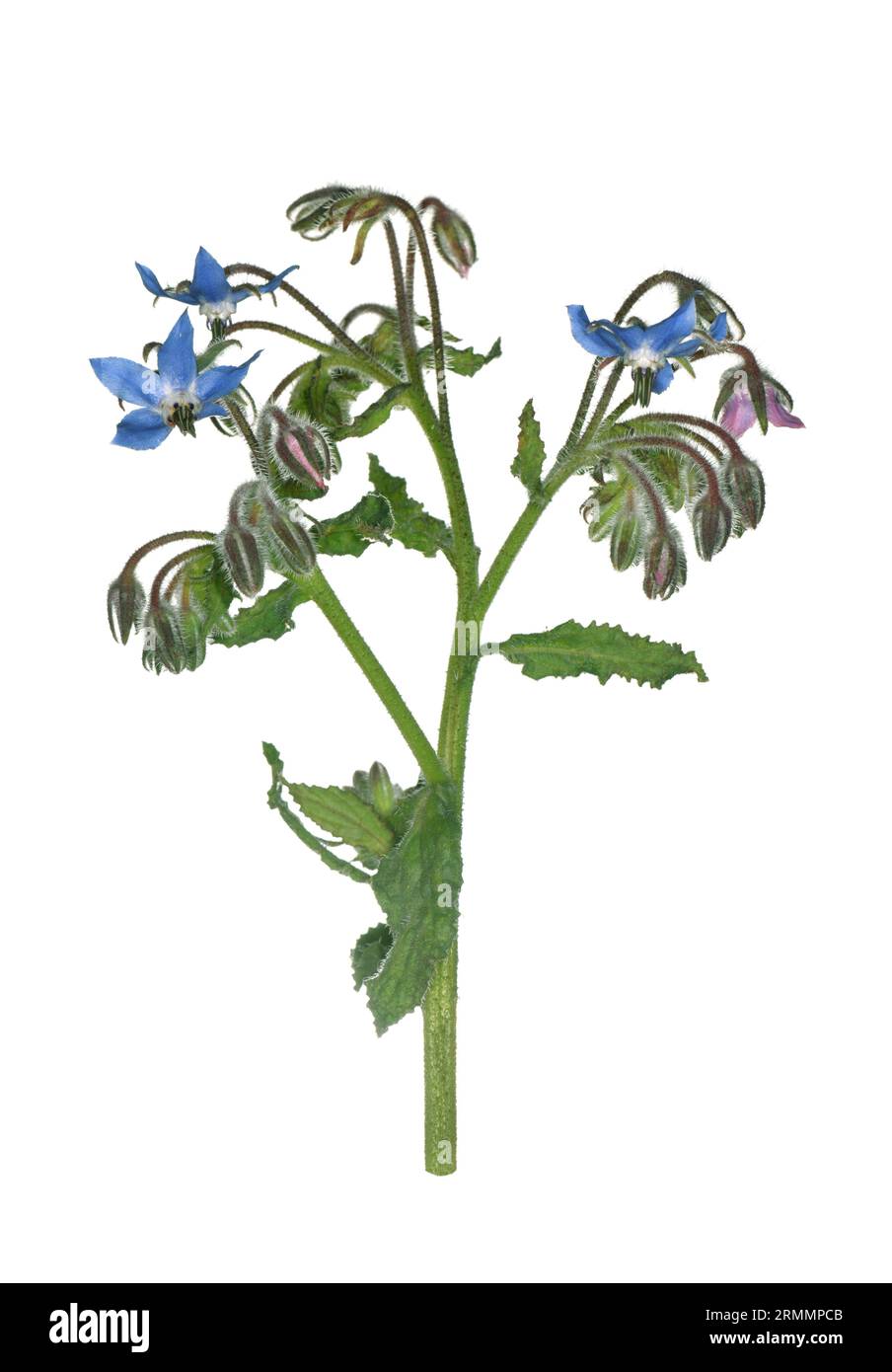 Borretsch officinalis Ausgeschnittene Stockfotos und -bilder - Alamy