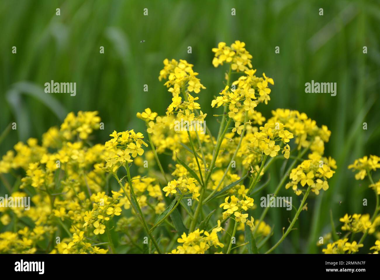 Gemeine bitterkresse oder gelbe rakete barbarea vulgaris -Fotos und ...