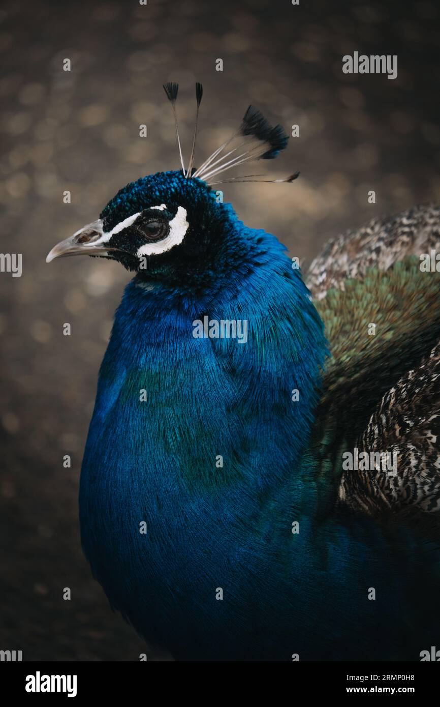 Afrikanischer pfau -Fotos und -Bildmaterial in hoher Auflösung – Alamy