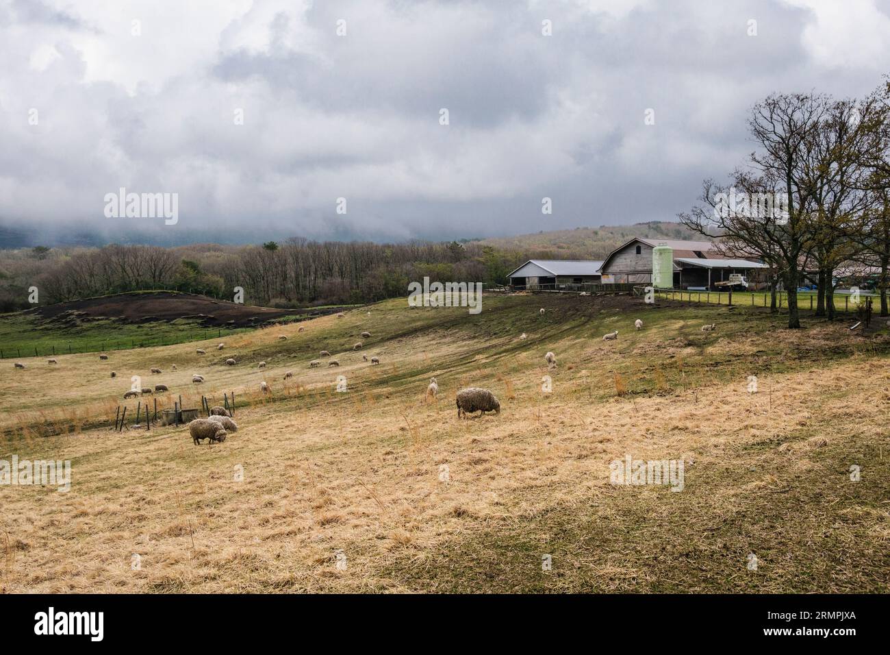 Japanische schafe -Fotos und -Bildmaterial in hoher Auflösung – Alamy