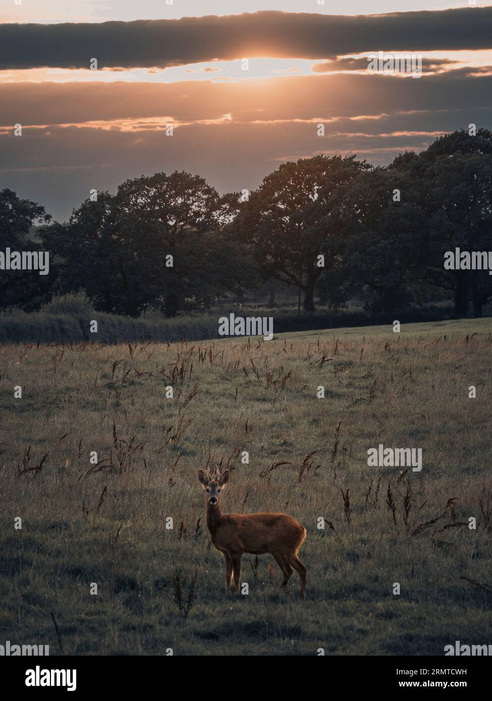 Rehwild foto -Fotos und -Bildmaterial in hoher Auflösung – Alamy