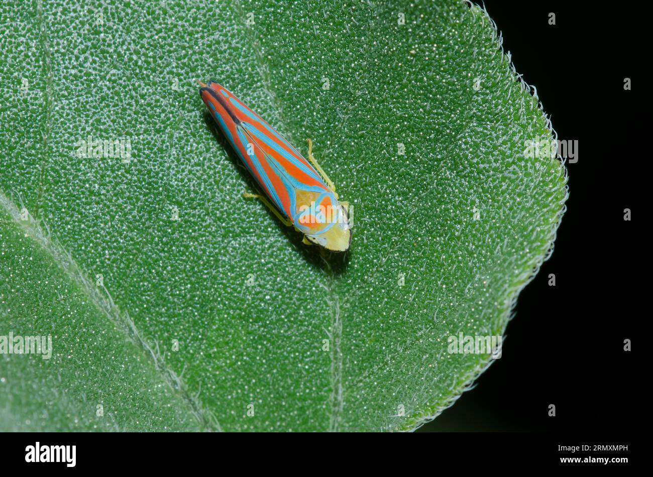 S coccinea -Fotos und -Bildmaterial in hoher Auflösung – Alamy