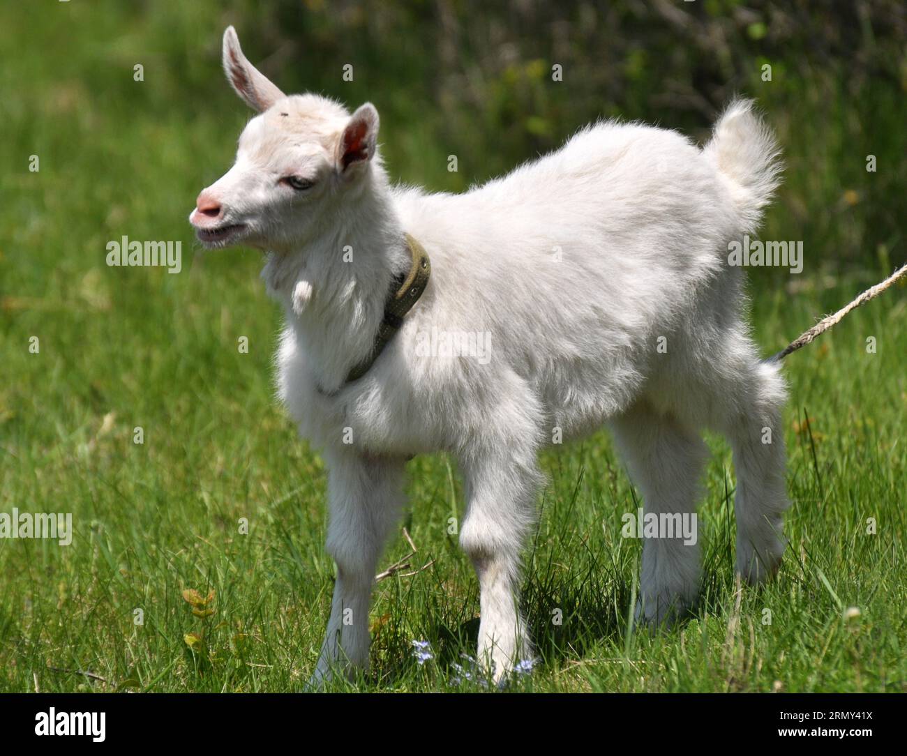 Ziege weidet -Fotos und -Bildmaterial in hoher Auflösung – Alamy