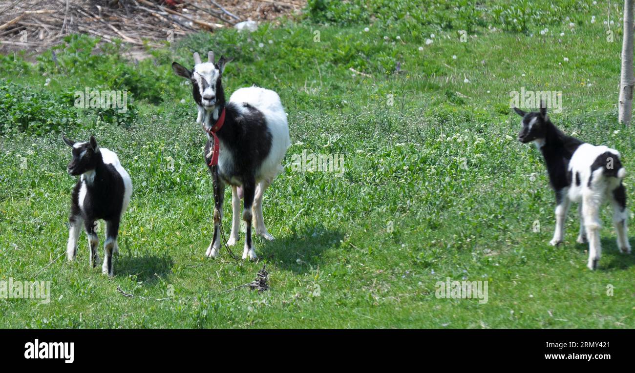Ziege weidet -Fotos und -Bildmaterial in hoher Auflösung – Alamy
