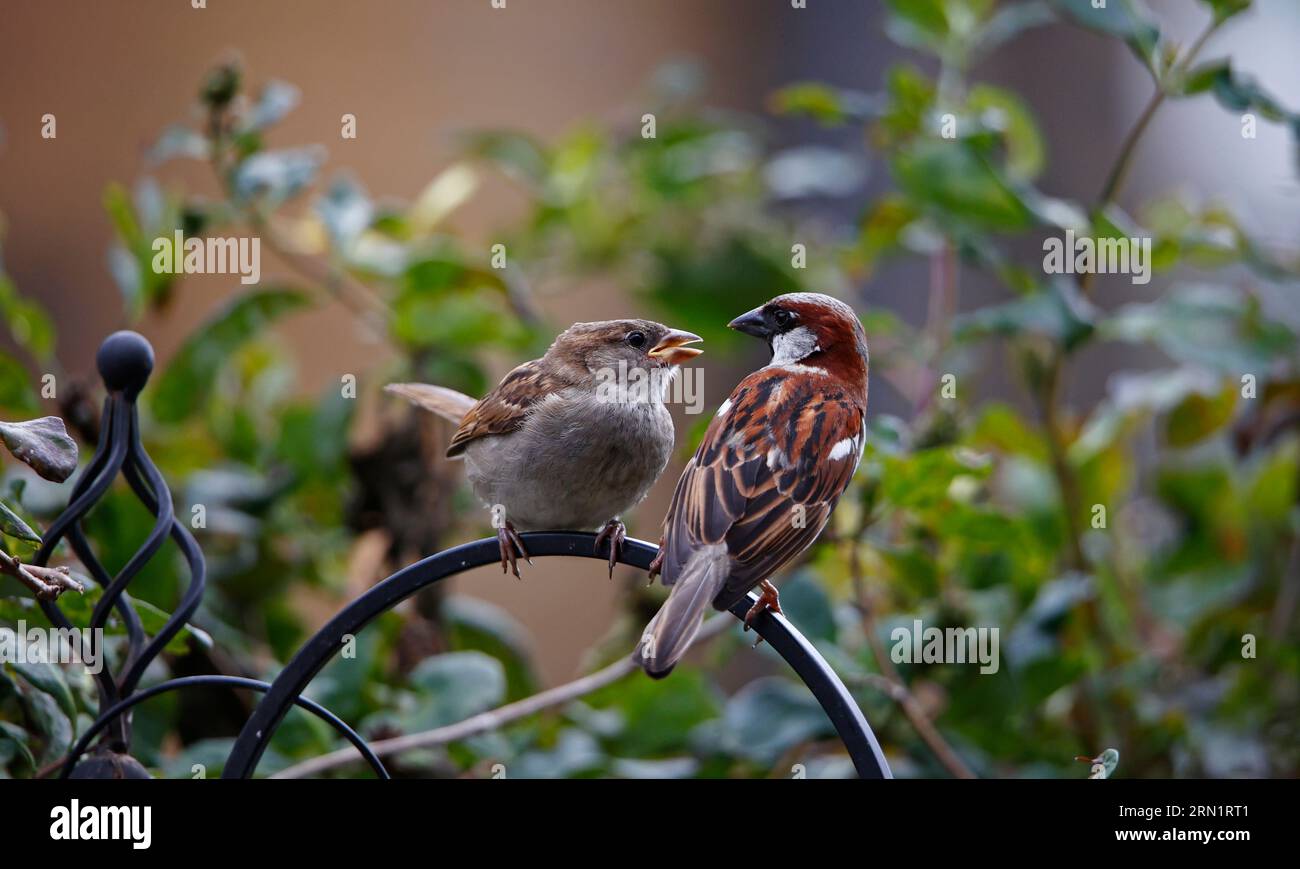 Spatzen und finken -Fotos und -Bildmaterial in hoher Auflösung – Alamy