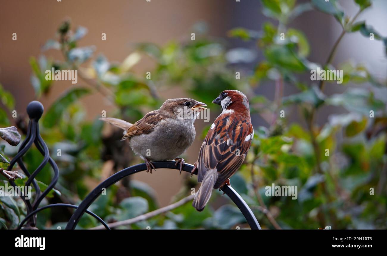 Bilder von spatzen -Fotos und -Bildmaterial in hoher Auflösung – Alamy