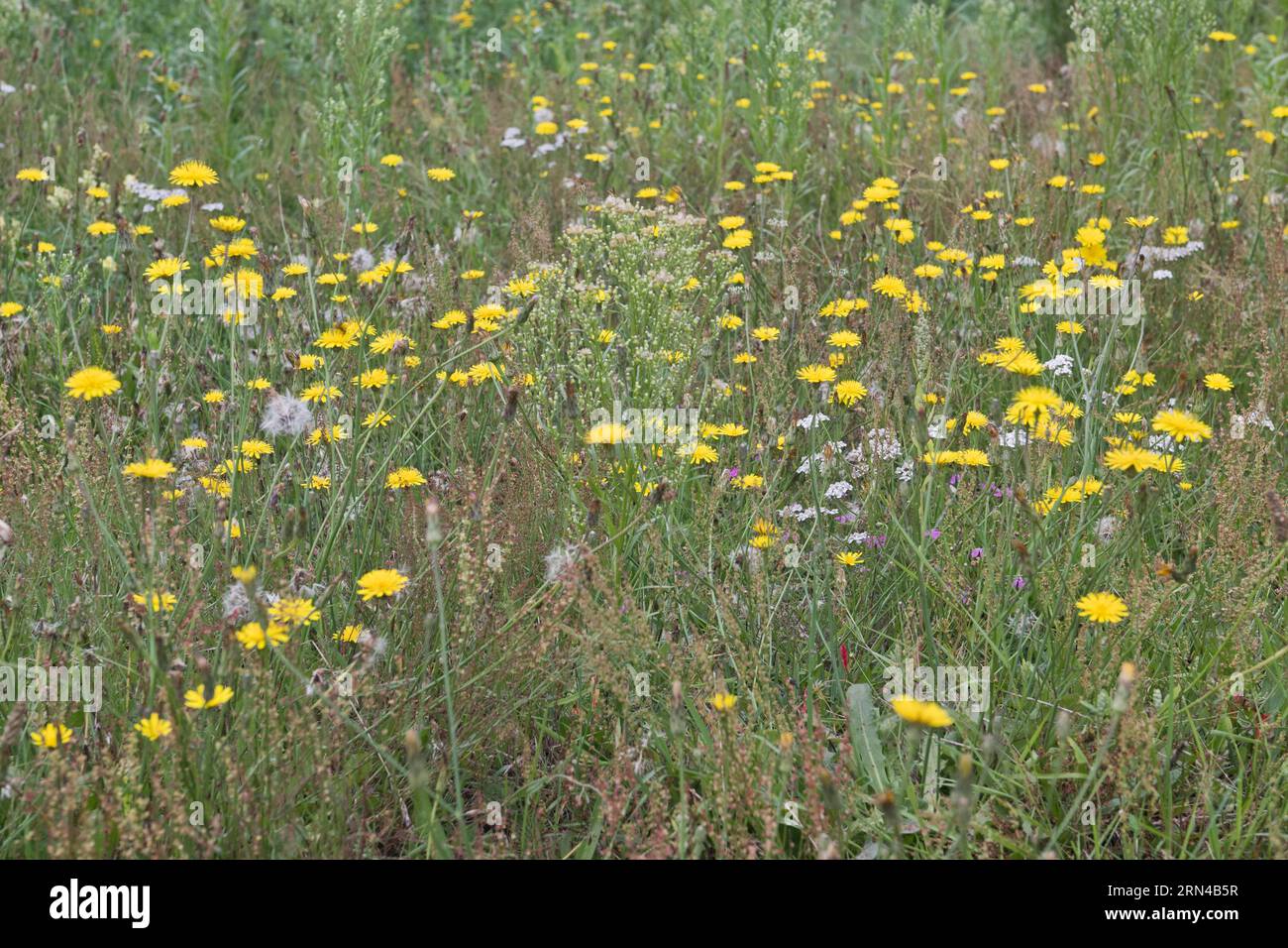 Wildblumenwiese mit Habicht (Hieracium) und Schafgarbe (Achillea ...