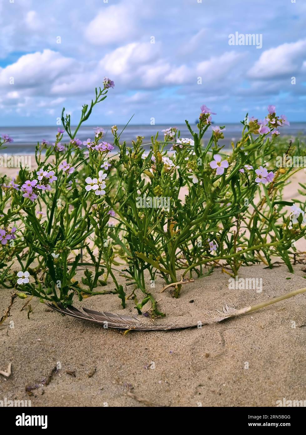 Blumen am strand -Fotos und -Bildmaterial in hoher Auflösung – Alamy