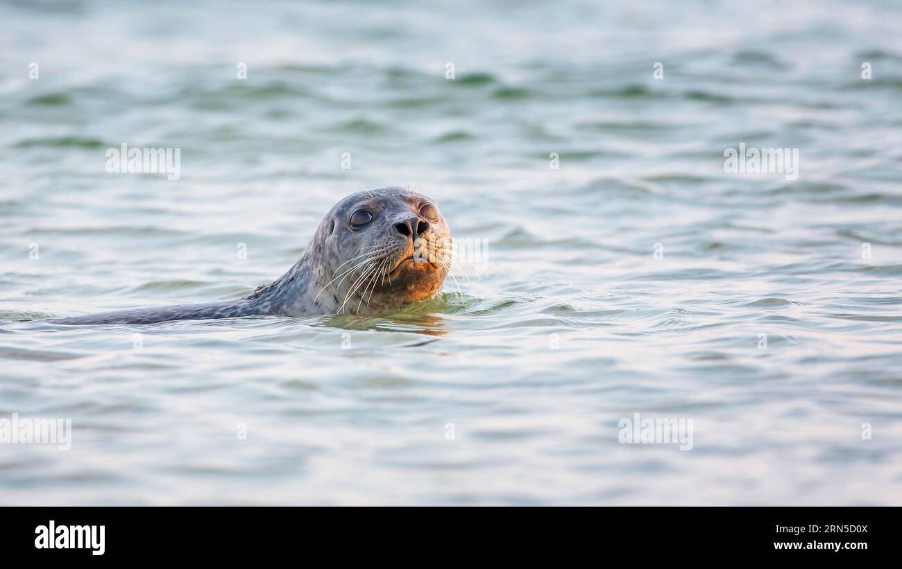 Graue Robbe (Halichoerus grypus), die aus dem Wasser schaut, schwimmt ...