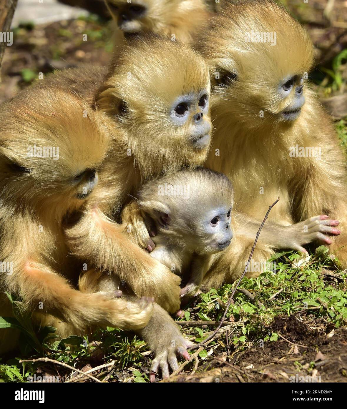 Ein goldener Baby-Affe wird von erwachsenen Goldenen Affen in der ...